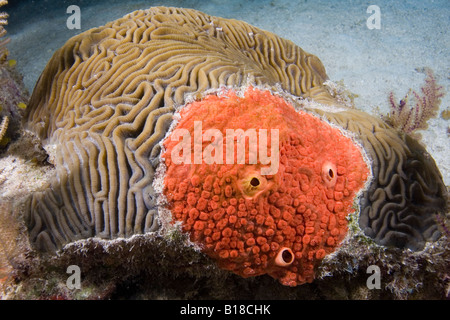 Red Boring Sponge, Cliona delitrix Stock Photo - Alamy