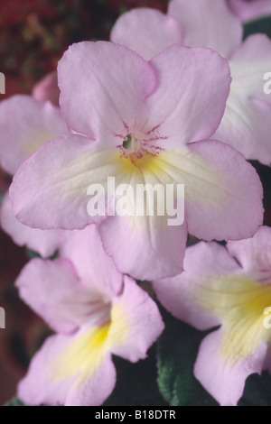 Streptocarpus 'Emily' (Cape primrose Stock Photo - Alamy