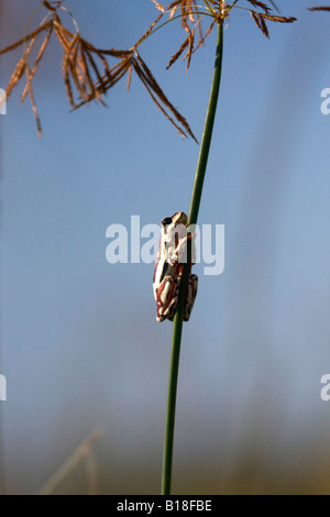 Painted reed frog Okavango delta Stock Photo - Alamy