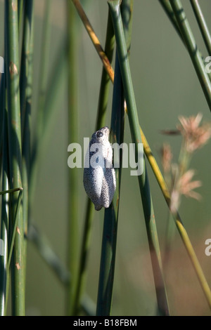 Painted reed frog species okavango delta Stock Photo - Alamy