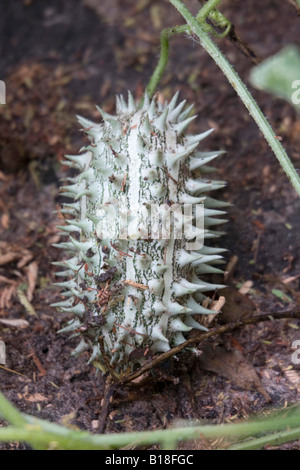 Cucumber, wild, Cucumis, Cucumis africanus, Africa indigenous, Annual ...