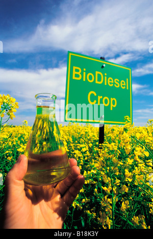 hand holding finished biodiesel with canola and signage in the ...