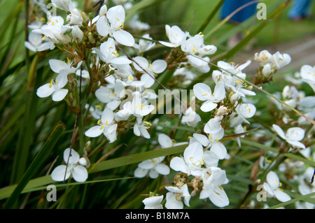 White flower of the Boat lily or Moses-in-the-cradle in bloom ...