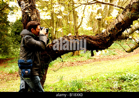 Photographer shooting a tree in an aboretum Stock Photo - Alamy