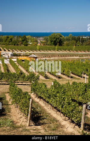 Vineyard on Beamsville Bench, Niagara Peninsula, Ontario, Canada Stock ...