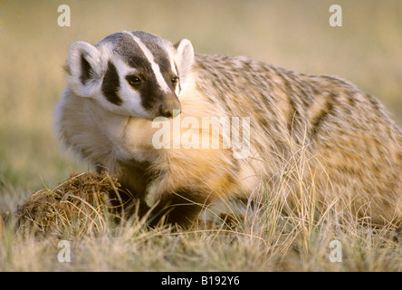 American Badger ( Taxidea taxus ) digging hole in road in Grasslands ...