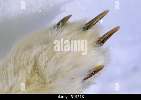 Arctic fox foot (Alopex lagopus) - bottom view showing the thick fur ...