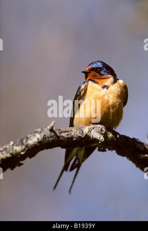 Barn Swallow (Hirundo rustica Stock Photo - Alamy