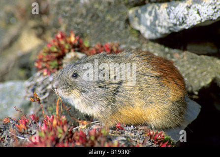 Brown lemming (Lemmus sibiricus) resting at the mouth of its burrow ...