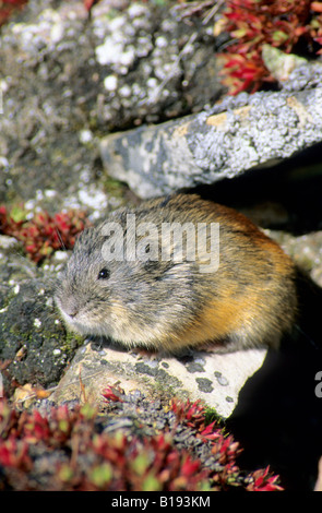 Brown lemming (Lemmus sibiricus) resting at the mouth of its burrow ...