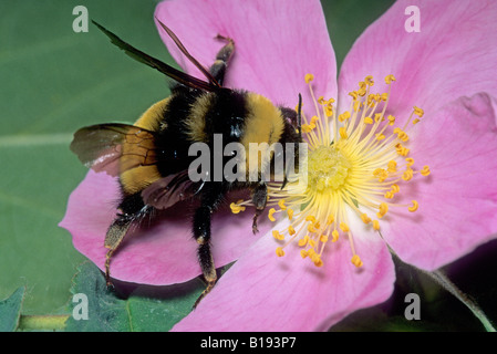 Bumblebee Prickly Rose (Rosa Acicularis Stock Photo - Alamy