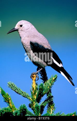 Clark's nutcracker Nucifraga columbiana adult in pine tree in car park ...