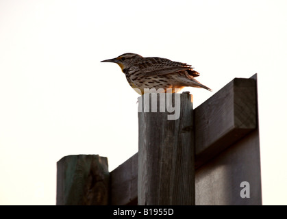 A western meadowlark is perched on a sign at the National Elk and Bison ...