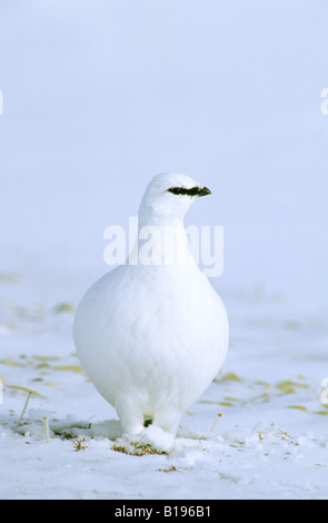 Ptarmigan (Lagopus Mutus) on a rock near Qoornoq, Greenland Stock Photo ...