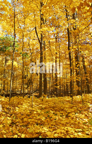 bright yellow trees sunny day panorama on the river bank golden autumn ...