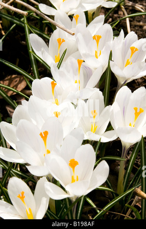 white Crocus Giant mixed assorted colours crocus vernus, Montreal ...