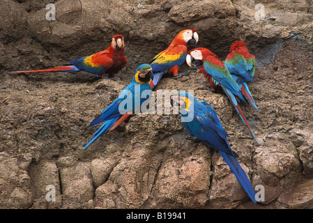 macaws and parrots at the clay lick near Tambopata Research Center ...