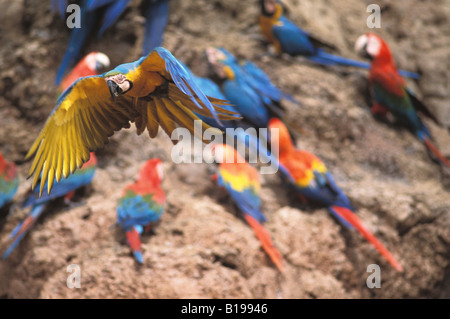 macaws and parrots at the clay lick near Tambopata Research Center ...