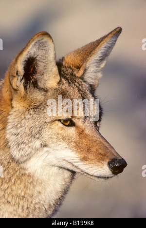 Coyote (Canis latrans) in sand dunes, Baja California, Mexico Stock ...