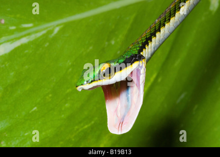 Mexican parrot snake, (leptophis mexicanus), Corozal District, Belize ...