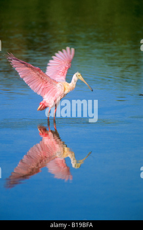 A Roseate Spoonbill, Platalea ajaja, preening in a wetland marsh. South ...