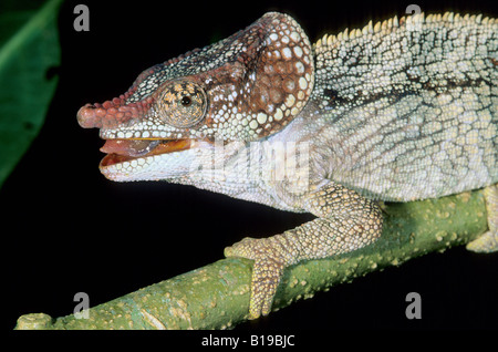 Short-horned Chameleon (Calumma brevicornis) hunting, lateral, side ...