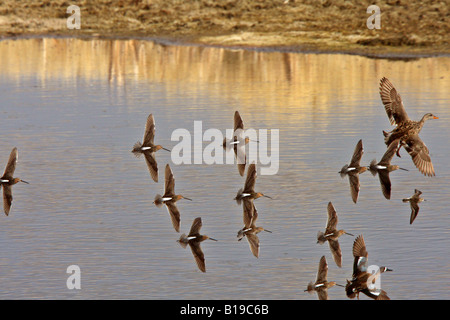 Long billed Dowitcher in patterned flight Stock Photo - Alamy