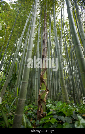 A turion of a gigantic bamboo (Phyllostachys viridis). Turion de bambou ...