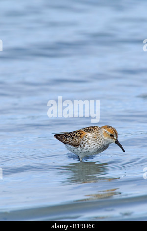 Western Sandpiper (Calidris mauri) Aves Stock Photo - Alamy