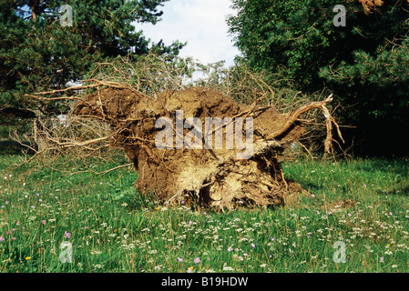 Dead uprooted tree Stock Photo - Alamy