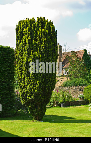 Small yew tree in garden Stock Photo - Alamy