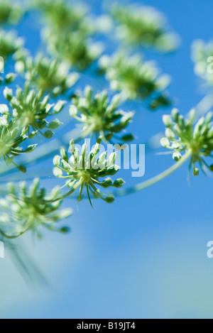 Close-ups of dill flowers and seed pods Stock Photo - Alamy