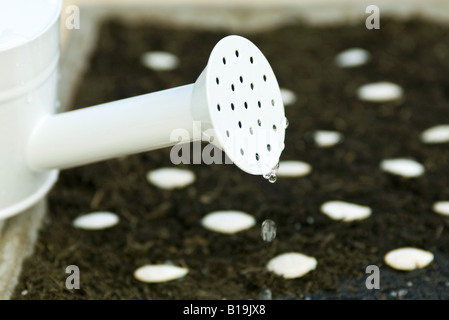 Watering newly planted seeds Stock Photo - Alamy