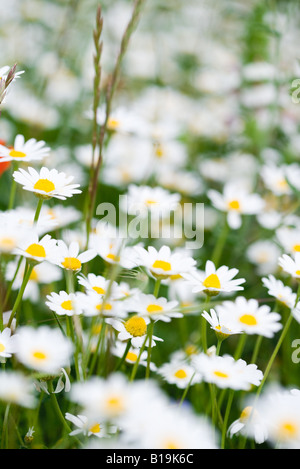 Field of daisies close-ups Stock Photo - Alamy