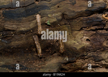 Empty pupal cases of Crane Flies possibly Ctenophora or Tipula sticking ...
