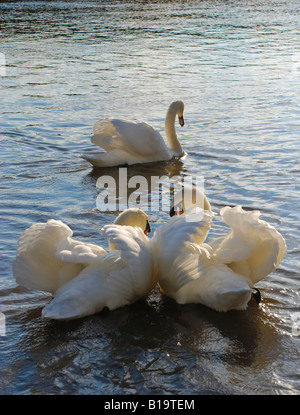 A group of elegant swans gracefully gliding through the shimmering ...