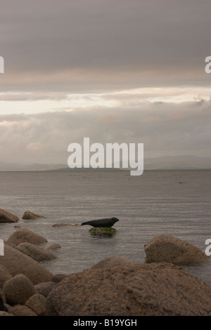 Seal On A Rock, Island Of Arran, Scotland Stock Photo - Alamy
