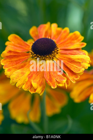 HELENIUM WALDTRAUT. HELEN'S FLOWER. ORANGE Stock Photo - Alamy