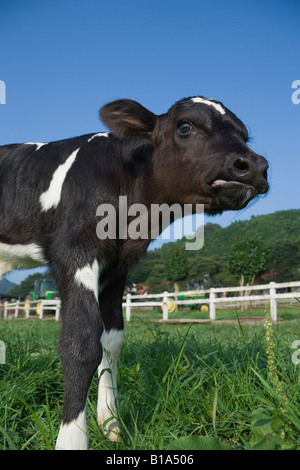 One calf standing Stock Photo - Alamy