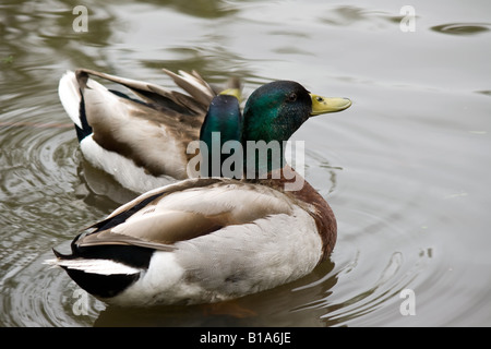 Two ducks in the pond. Two mallards swimming in a pond. Beautiful ...