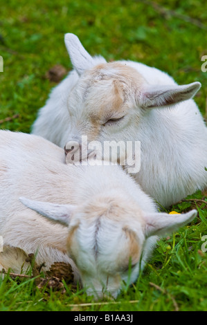 One week old Pygmy Goats kids with mother Stock Photo - Alamy