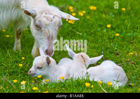 A one-week old goat and her mother are pictured at the goat farm in ...