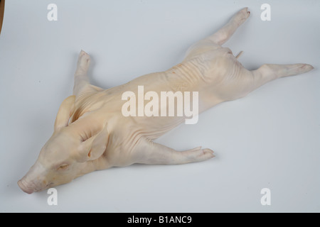 Fresh Segovia suckling pig Stock Photo - Alamy