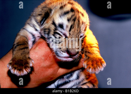 tiger cub holded by human hand Stock Photo - Alamy