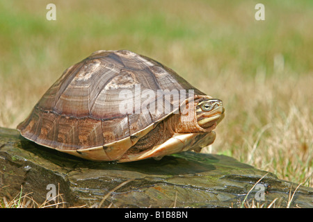 Amboina box turtle - Cuora amboinensis, beautiful large turtle from ...