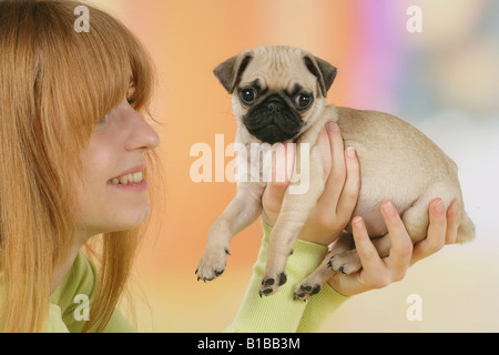 Cute pug dog and female hand with broccoli on blue background Stock ...