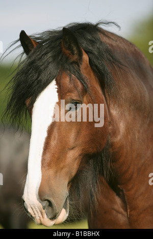 Shire Horse Portrait Stock Photo - Alamy