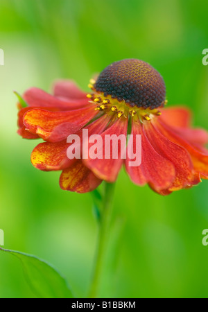 HELENIUM FLAMMEN KITCHEN Stock Photo - Alamy