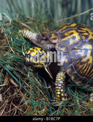 Turtle on the ground Stock Photo - Alamy