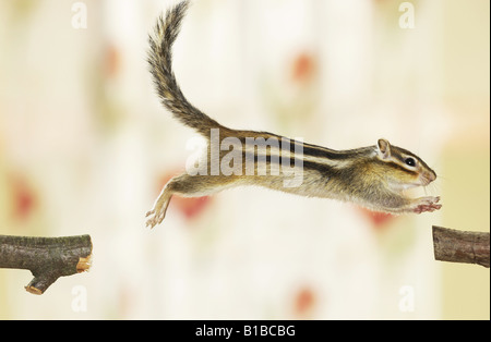 Siberian chipmunk - jumping Stock Photo - Alamy